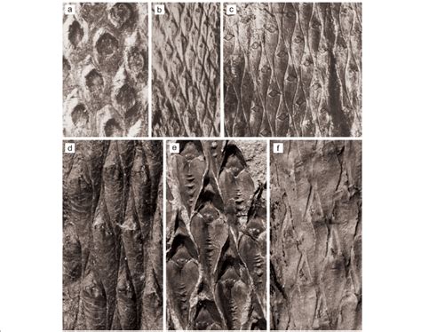 Lepidodendron Stem Anatomy
