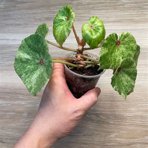 Begonia Etsy