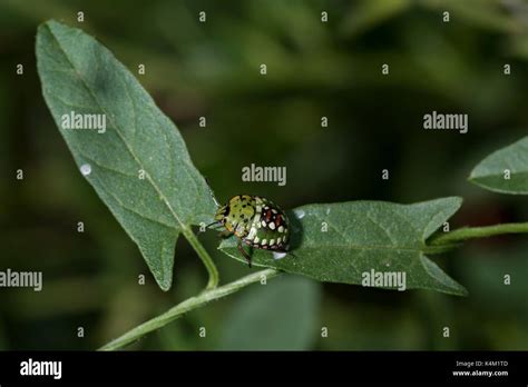 Juvenile Green Shield Bug On Leaf Red Edged Green Body And White Spots