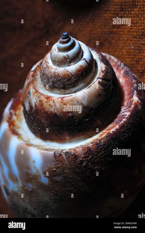 Seashell Shell Structure Still Life Beauty Art Concept Artwork