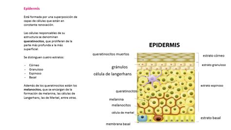 Paula Palomero Martín Nombra Las Células Y Estratos De La Epidermis Pdf