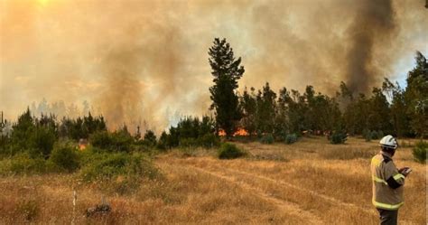 Alerta Roja En La Araucanía Incendio Forestal Amenaza La Comuna De