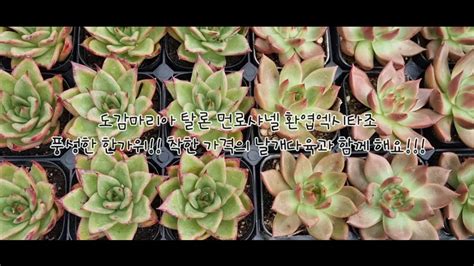 도감마리아 탈론 먼로샤넬 환엽엑시타조 풍성한 한가위 착한 가격의 날개다육과 함께 해요 Youtube