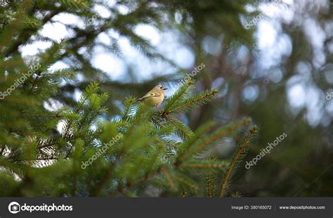 Goldcrest Sitting Spruce Twig Regulus Regulus European Smallest