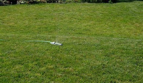 A Watering Guide For Fescue Grass Your Diy Backyard