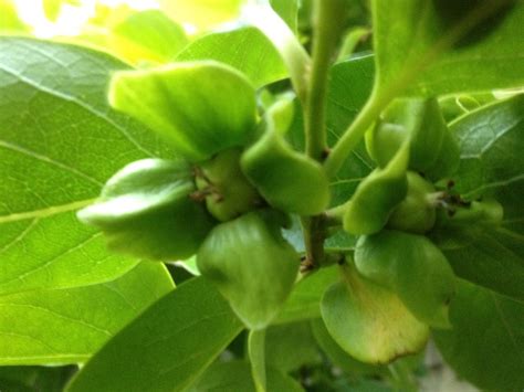 Kumquat Sugar And Pixels Fuyu Persimmon Flower