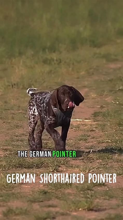 Best 12 Deutsch Kurzhaar Vs German Shorthaired Pointer Understanding