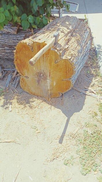 Premium Photo Chunk Of Tree