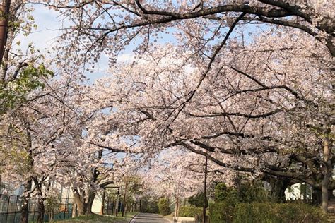 大阪柴島浄水場の桜並木通り抜けを4年ぶりに開催幻想的な夜桜も PrettyOnline