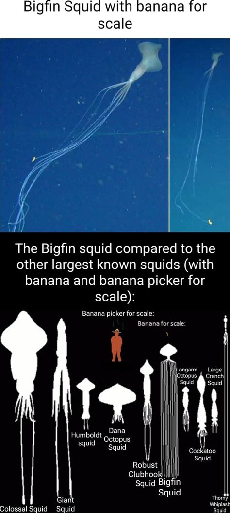 Bigfin Squid With Banana For Scale The Bigfin Squid Compared To The