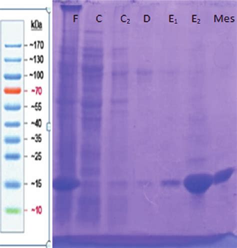 Western Blot Of Vhh Download Scientific Diagram