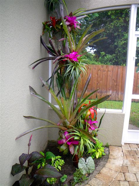 How To Grow Tropical Colorful Easy Care Bromeliad Plants Artofit