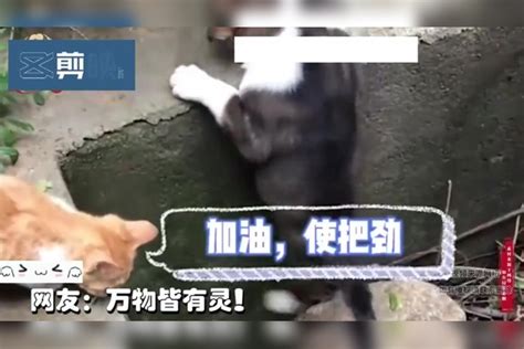 万物皆有灵小狗掉坑底上不来小猫拼命营救最后结局亮了