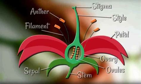 Flower Filament