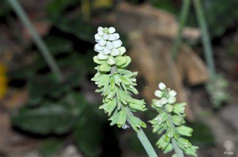 别致的观叶植物阔叶油点百合 中国科学院
