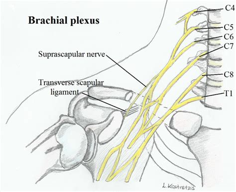 Suprascapular Ligament Suprascapular Ligament