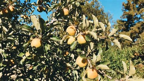 Ein Shemer Apple Tree Grow Apples In Hot Climates Guide