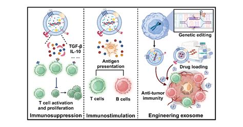 Tumor Microenvironment Derived Exosomes A Double Edged Sword For
