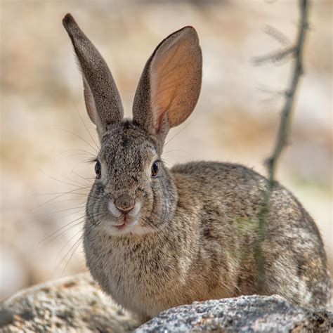 Desert Cottontail Photograph By Dan Mcmanus Fine Art America