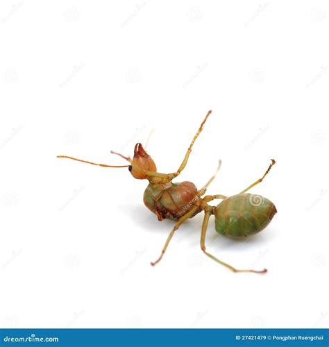 Dead Ant Stock Image Image Of Insect Invertebrate Isolated 27421479