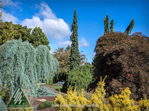 Iseli Nursery Gardens Alive 52 Off