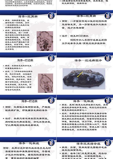 海参疾病防治ppt卡卡办公