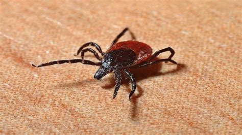Experts Talk About The Powassan Virus Causes Symptoms And