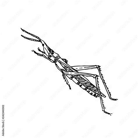 곤충 일러스트 손으로 그린 곤충 스케치 Stock Vector Adobe Stock