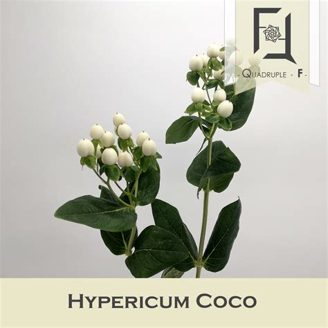 Hypericum Coco Quadrupleflower