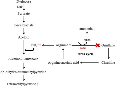 The Metabolic Pathways Of Arginine And Ttmp Download Scientific Diagram