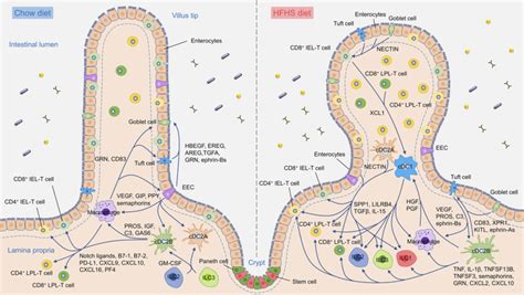 Graphical Summary Of Cell Cell Interactions In Healthy And Hfhs Diet