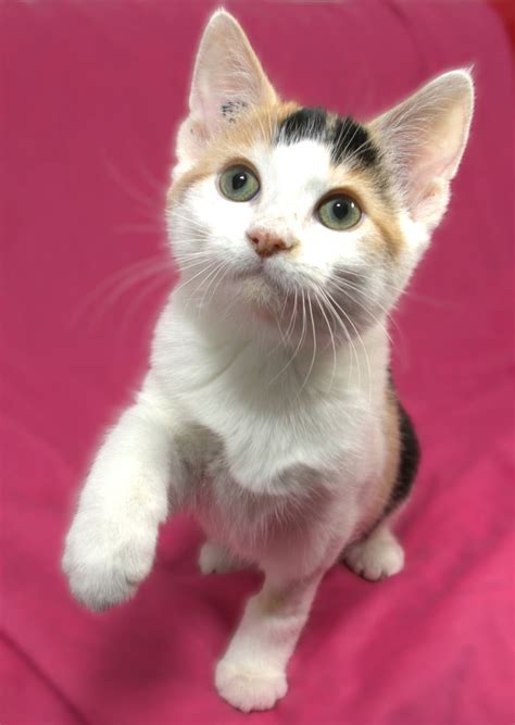 Ariel Rescue Friends