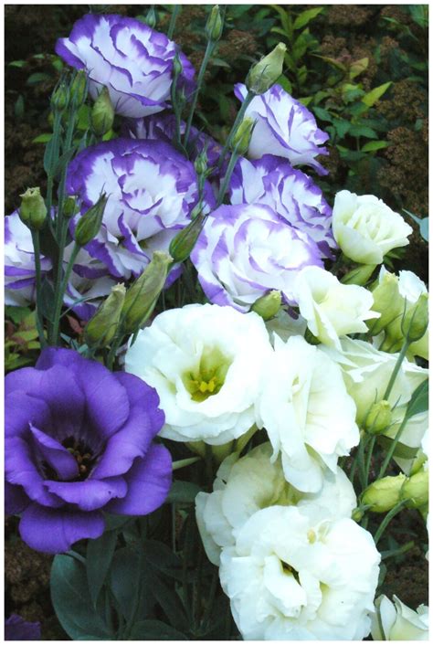 리시안셔스 꽃말 사랑 포토 모종 키우기 꽃다발 부케 네이버 블로그