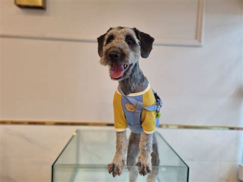 믹스 잠보 보더콜리분양가격 프렌치불독분양가격 빠삐용분양가격 파피용분양가격 사모예드분양가격 스피츠분양가격 시바견분양가격 시베리안허스키분양가격 시츄분양가격 요크셔테리어분양가격