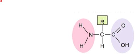 Ap Bio Macromolecules Flashcards Quizlet