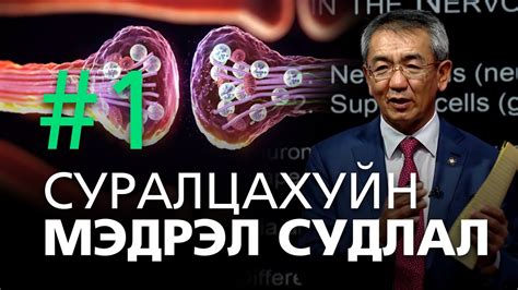 Суралцахуйн мэдрэл судлал Youtube