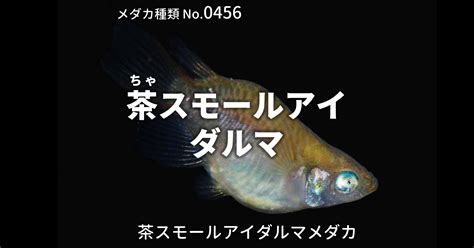 茶スモールアイダルマ（ちゃすもーるあいだるま）とは 改良メダカweb図鑑no0456 メダカの品種 茶 改良メダカweb図鑑