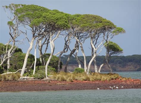 Moonah Robert Powell Trees East