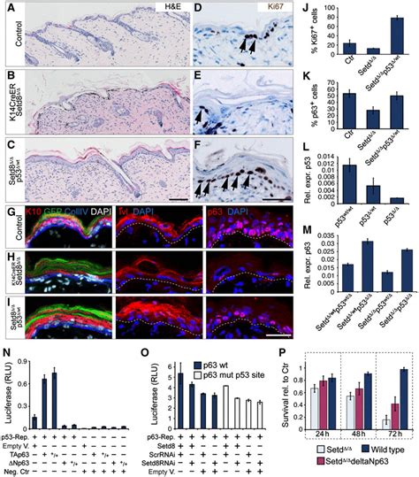 Setd8 Induced Erosion Of The Ife Can Be Rescued By Decreasing Levels Of Download Scientific