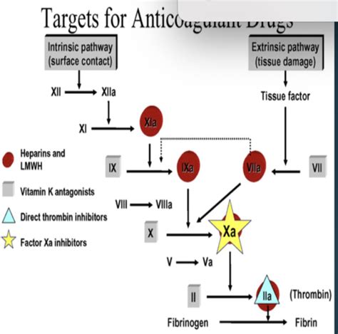 Anticoagulation And Antiplatelets Flashcards Quizlet