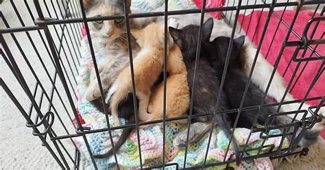 The Story Of Huxley The Kitten Born Without Eyes Album On Imgur