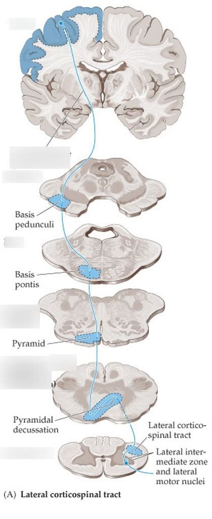 Lateral Corticospinal Tract Diagram Quizlet