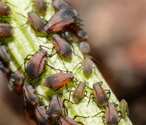 Learn How To Rid Your Garden Of Aphids