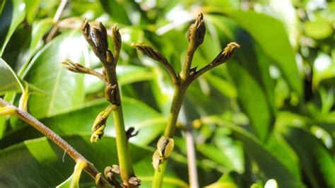 Litchi Cultivation A Guide To Flowering And Fruit Yield Agromoris