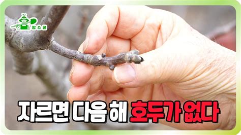 호두나무 정지전정하지 않아도 되는 이유 ㅣ 내년에 호두가 없을지도 몰라요 Youtube