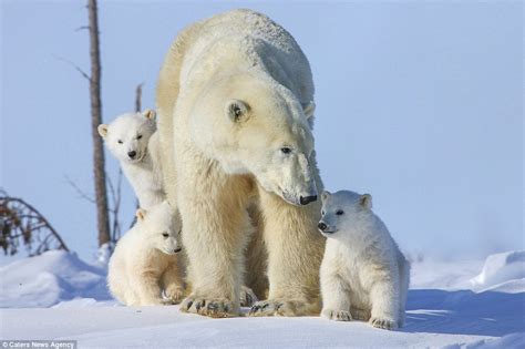 Est100 一些攝影some Photos Polar Bear Cub Mother Polar Bear In The