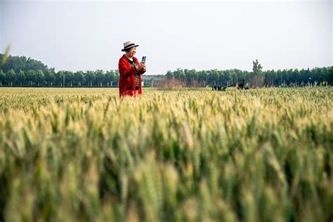 小满 麦穗沉甸甸 中关村在线摄影论坛