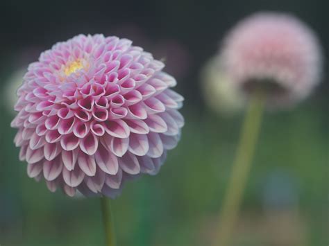 Numerical Sequence Of Nature Behance
