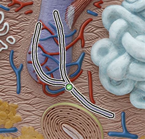 LAB Integumentary System Flashcards Quizlet