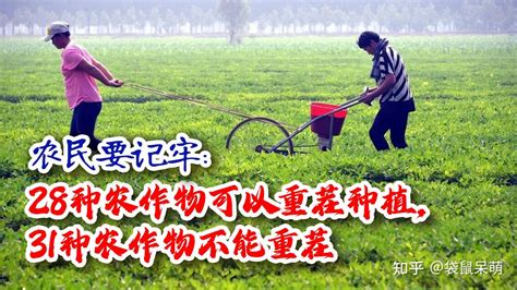 农民要记牢这28种农作物可以重茬种植31种农作物不能重茬 知乎